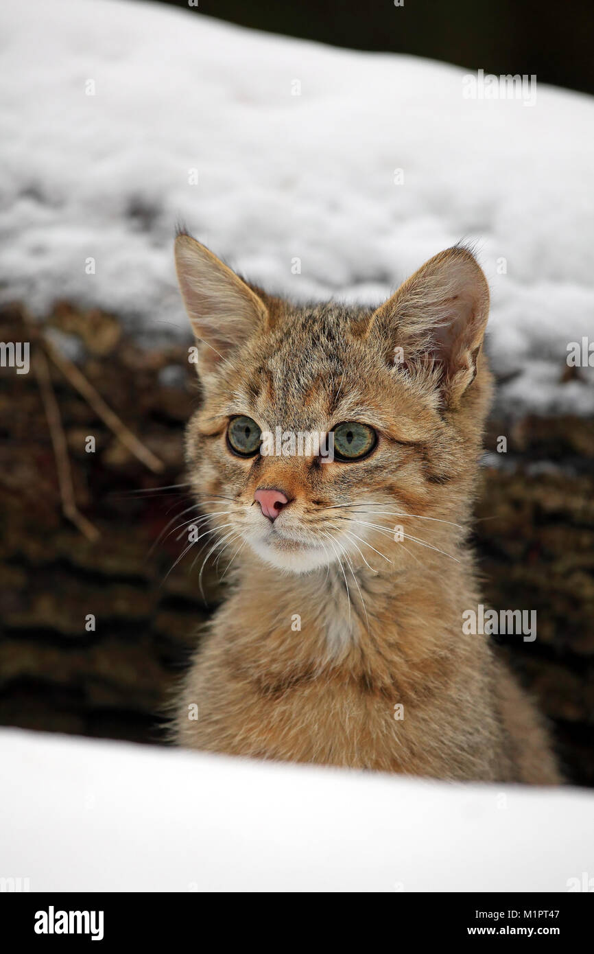 Wild cat Felis silvestris, young male looks down from a snow-covered ...