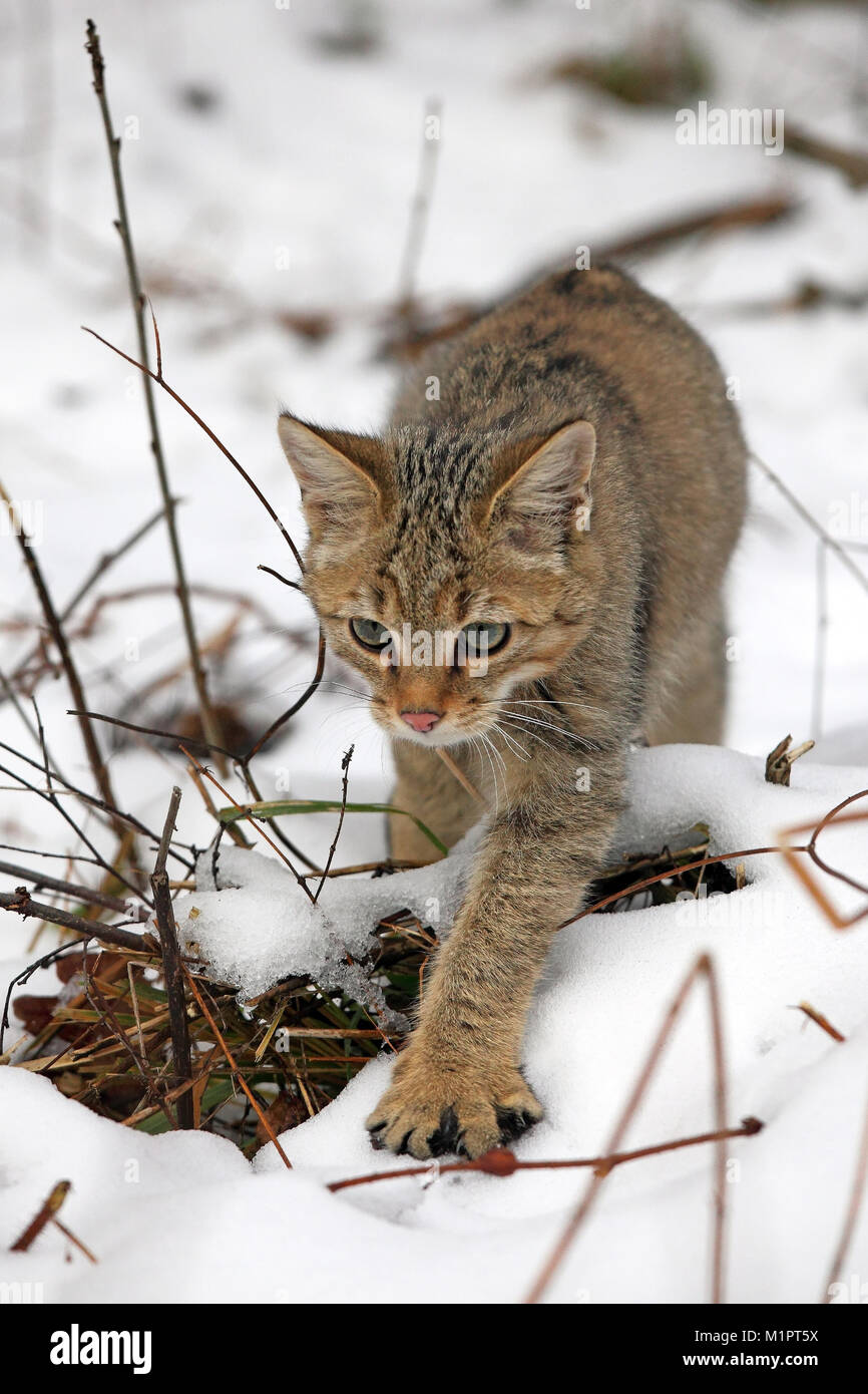Wild cat Felis silvestris, young cat roams through the territories in ...