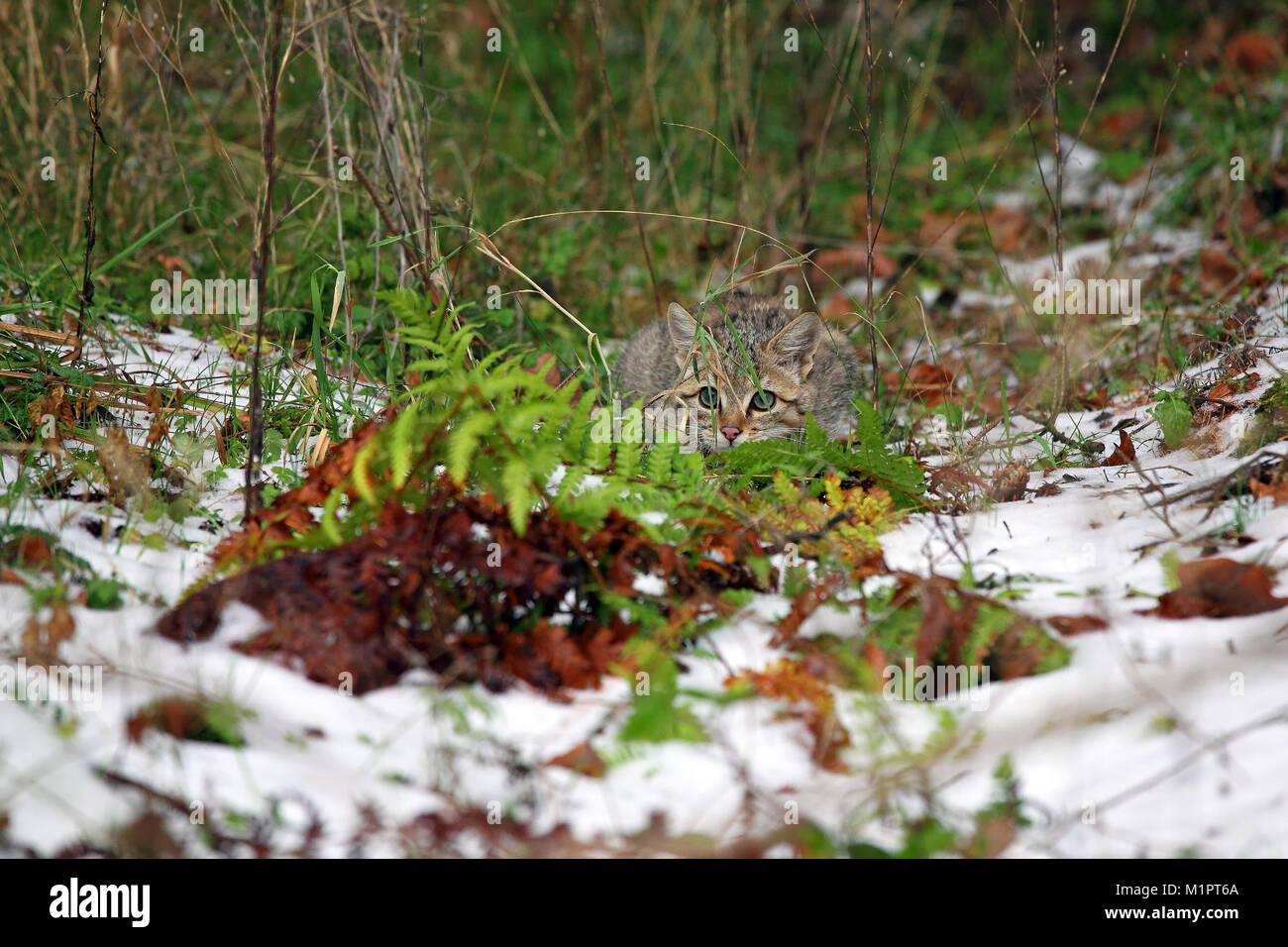 Wild cat Felis silvestris, young cat roams through the territories in ...