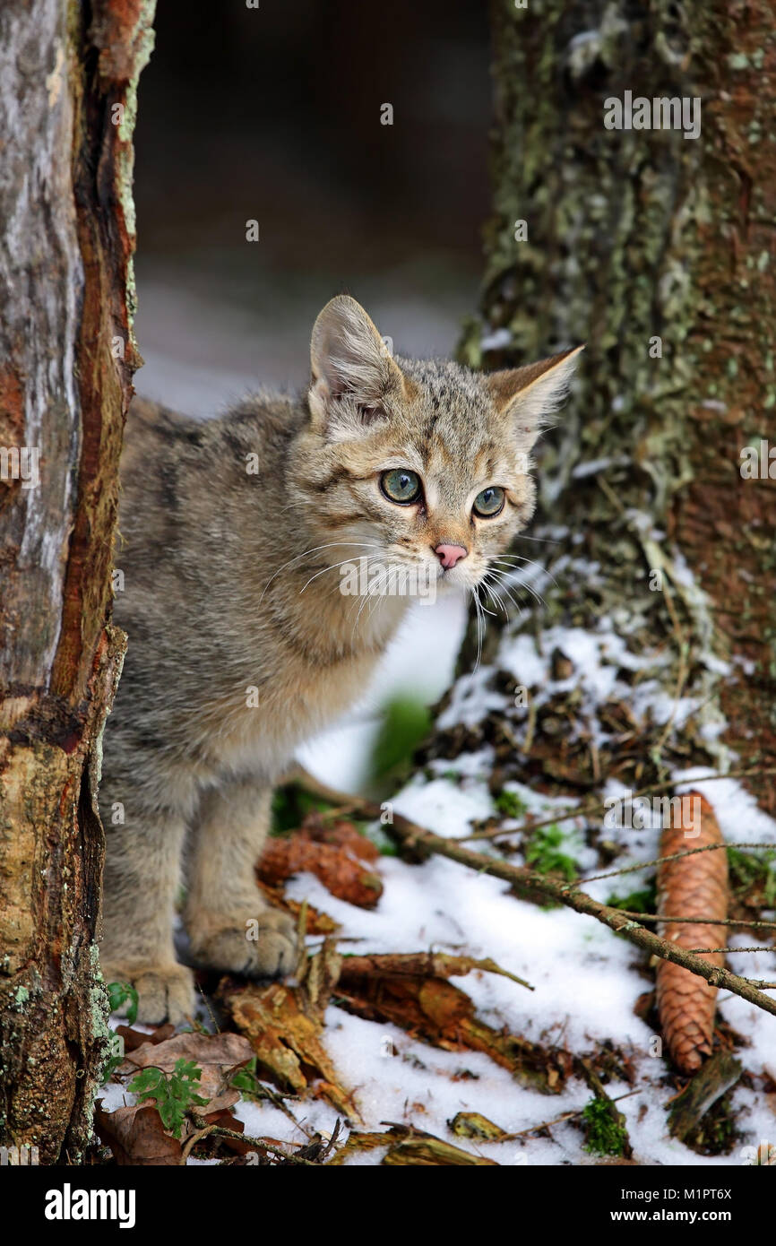 Wild cat Felis silvestris, young cat roams through the precinct, Winter ...