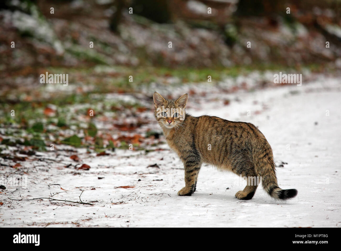 Wild cat Felis silvestris, young cat roams through the precinct, Winter ...