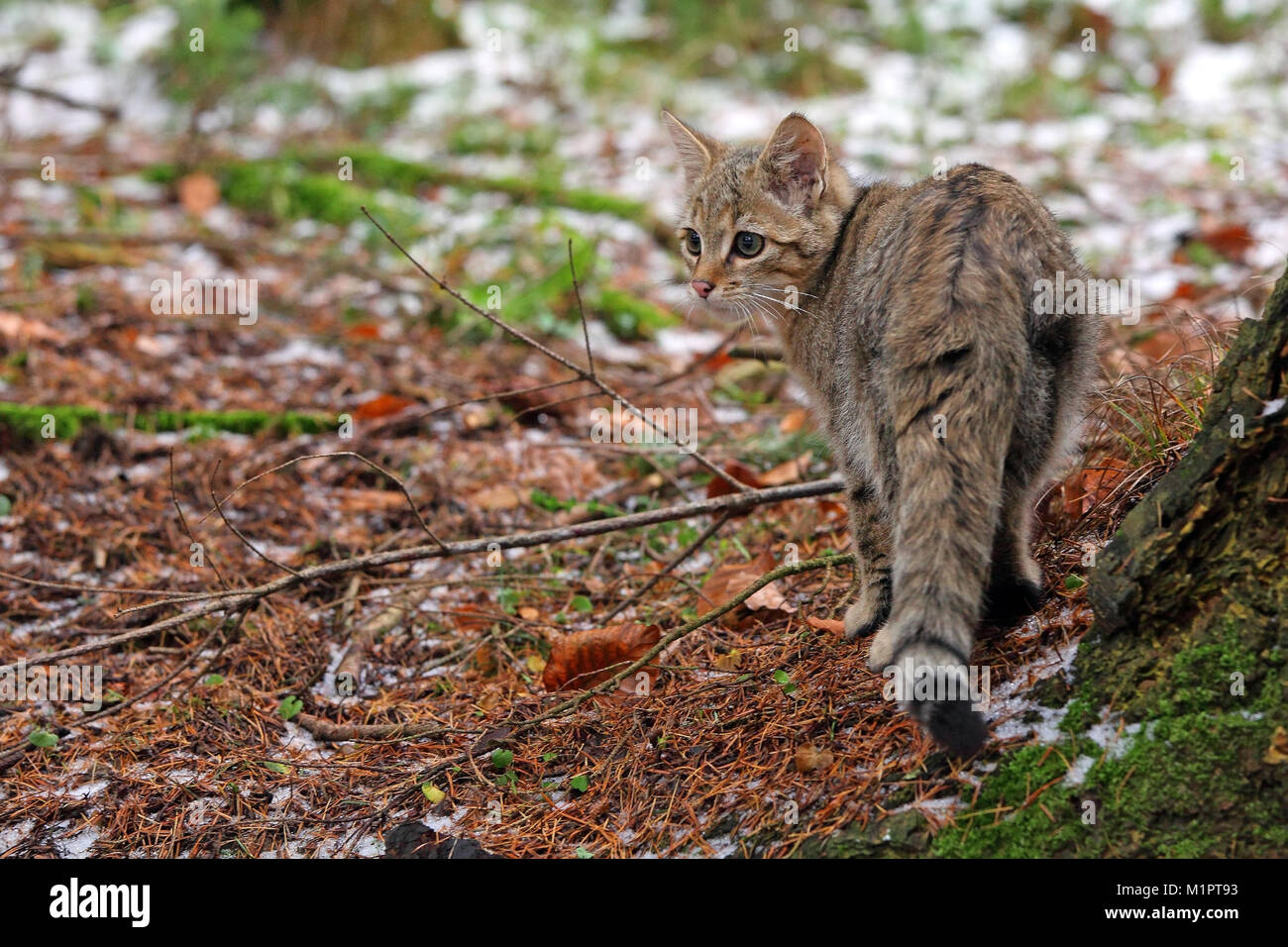 Wild cat Felis silvestris, young cat roams through the precinct, Winter ...