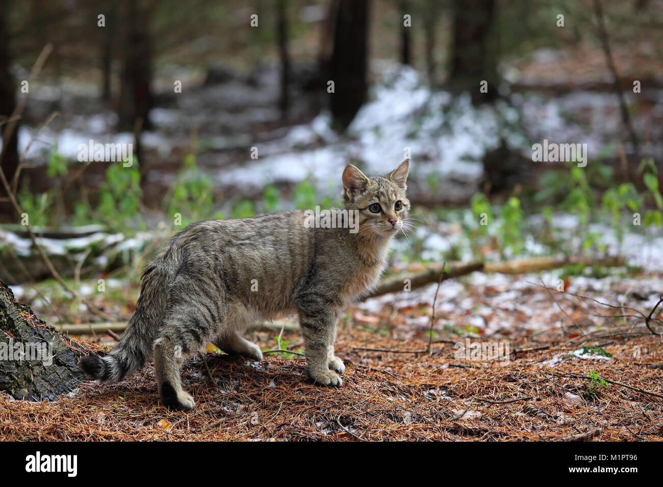 Wild cat Felis silvestris, young cat roams through the precinct, Winter ...
