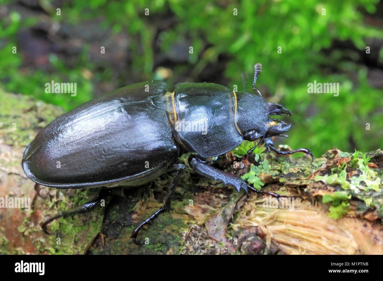 Female stag beetle hi-res stock photography and images - Alamy