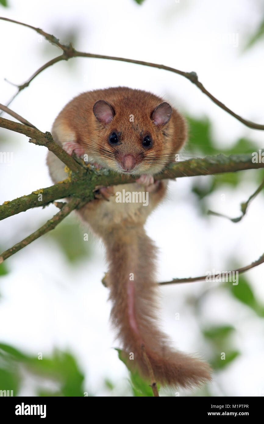 Dormouse Glis Glis is sitting at a tree trunk., Siebenschläfer Glis ...