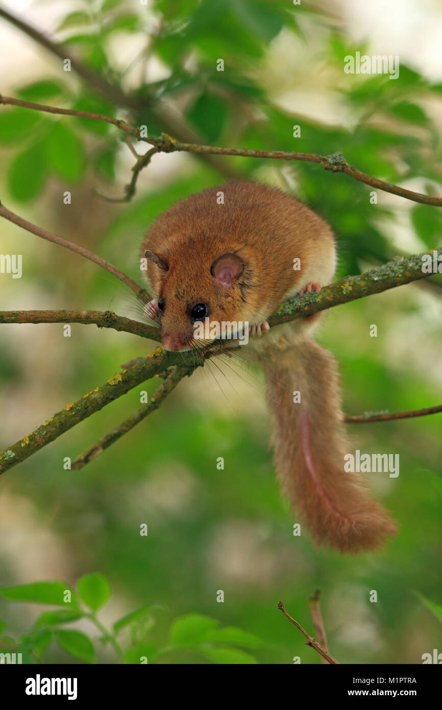 Dormouse Glis Glis is sitting at a tree trunk., Siebenschläfer Glis ...