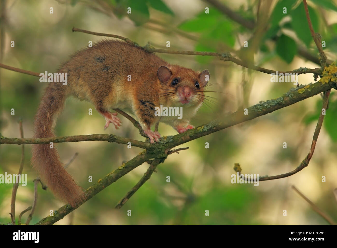 Glis glis hi-res stock photography and images - Alamy
