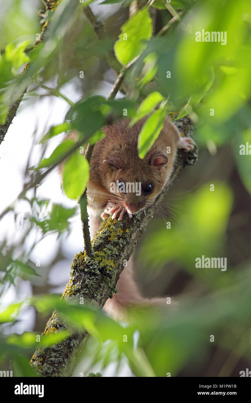Dormouse Glis Glis is sitting at a tree trunk., Siebenschläfer Glis ...