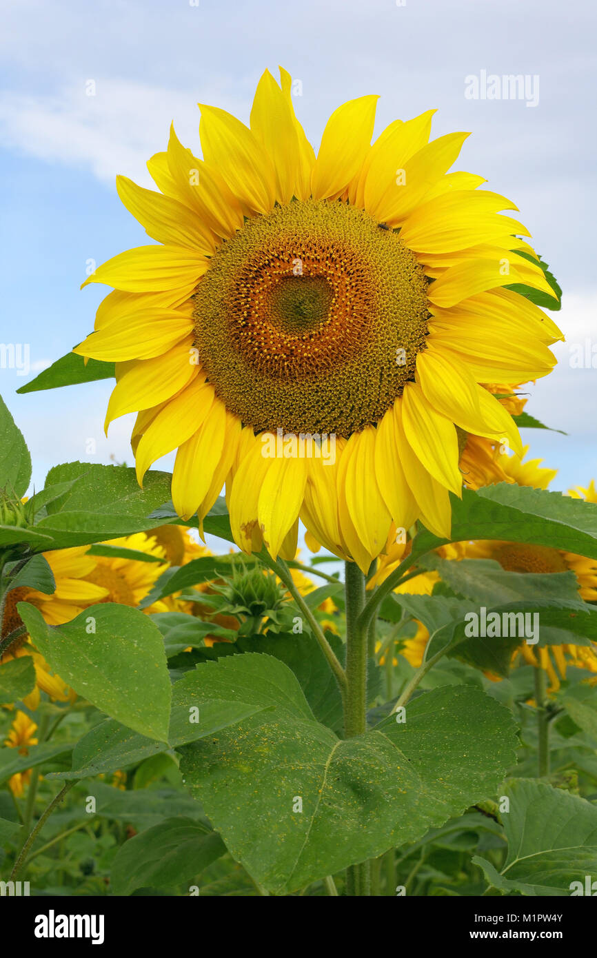 Sunflower heli hi-res stock photography and images - Alamy