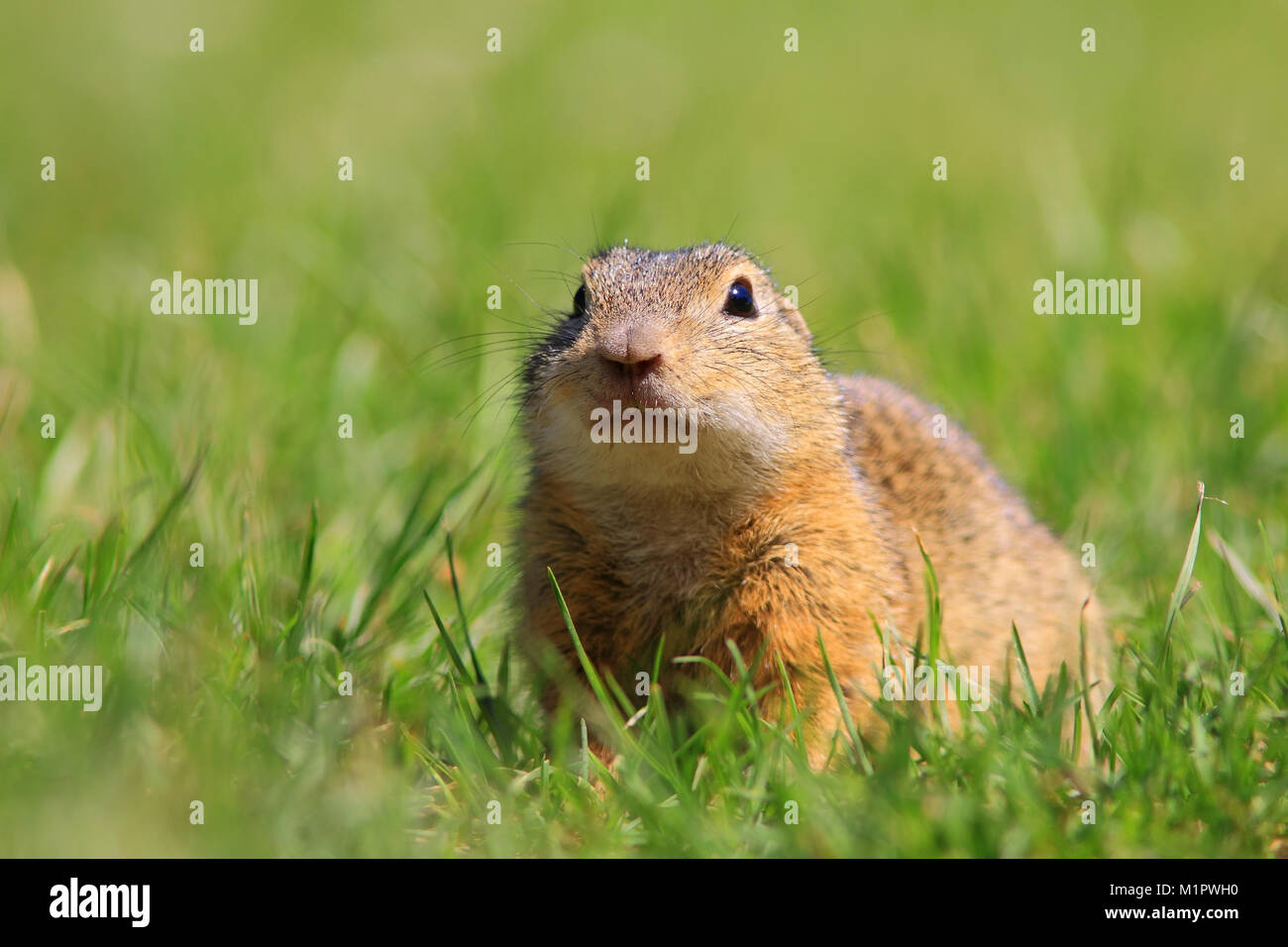 Murmeltier tier hi-res stock photography and images - Alamy