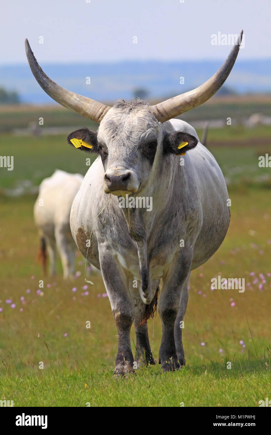 Hungarian steppe cattle, Hungarian Gray Cattle Bos primi genius, Bos ...