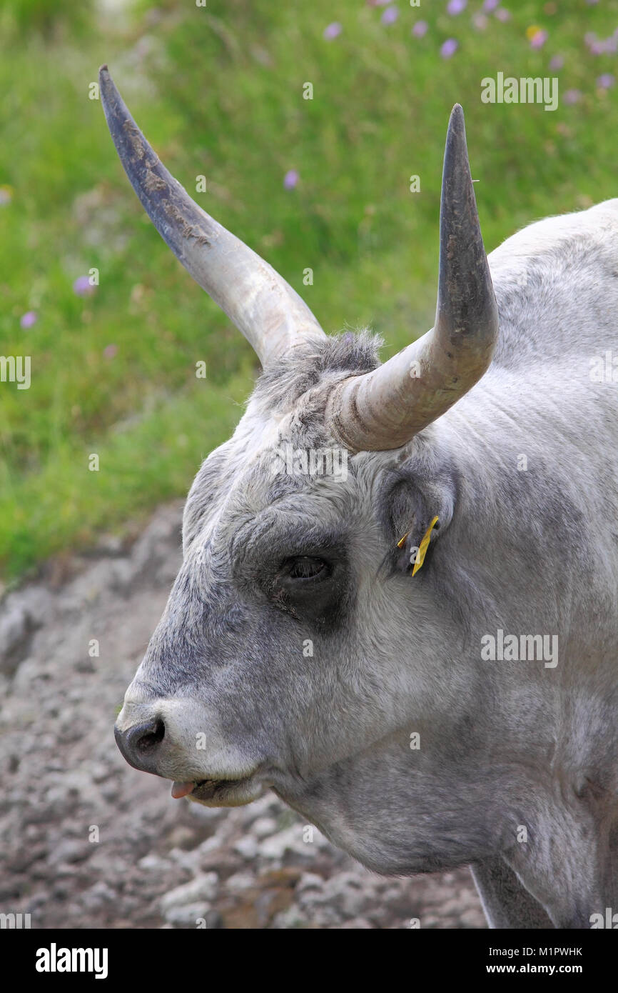 Hungarian steppe steppe cattle hi-res stock photography and images - Alamy