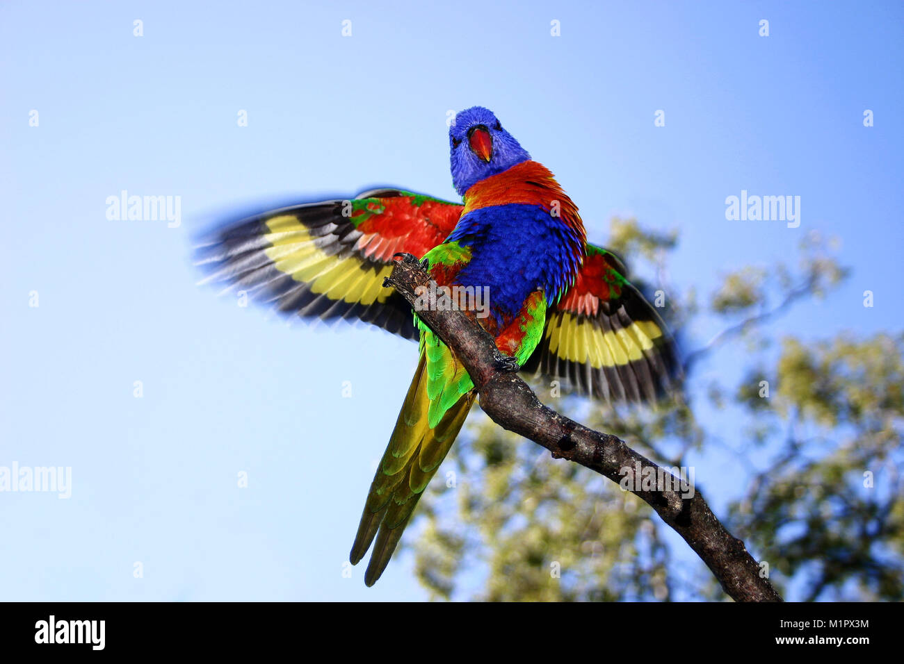 Rainbow lorikeet open wings hi-res stock photography and images - Alamy