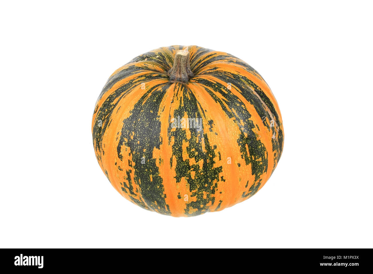 The Styrian oil pumpkin pumpkin variety dining one of the most valuable ...