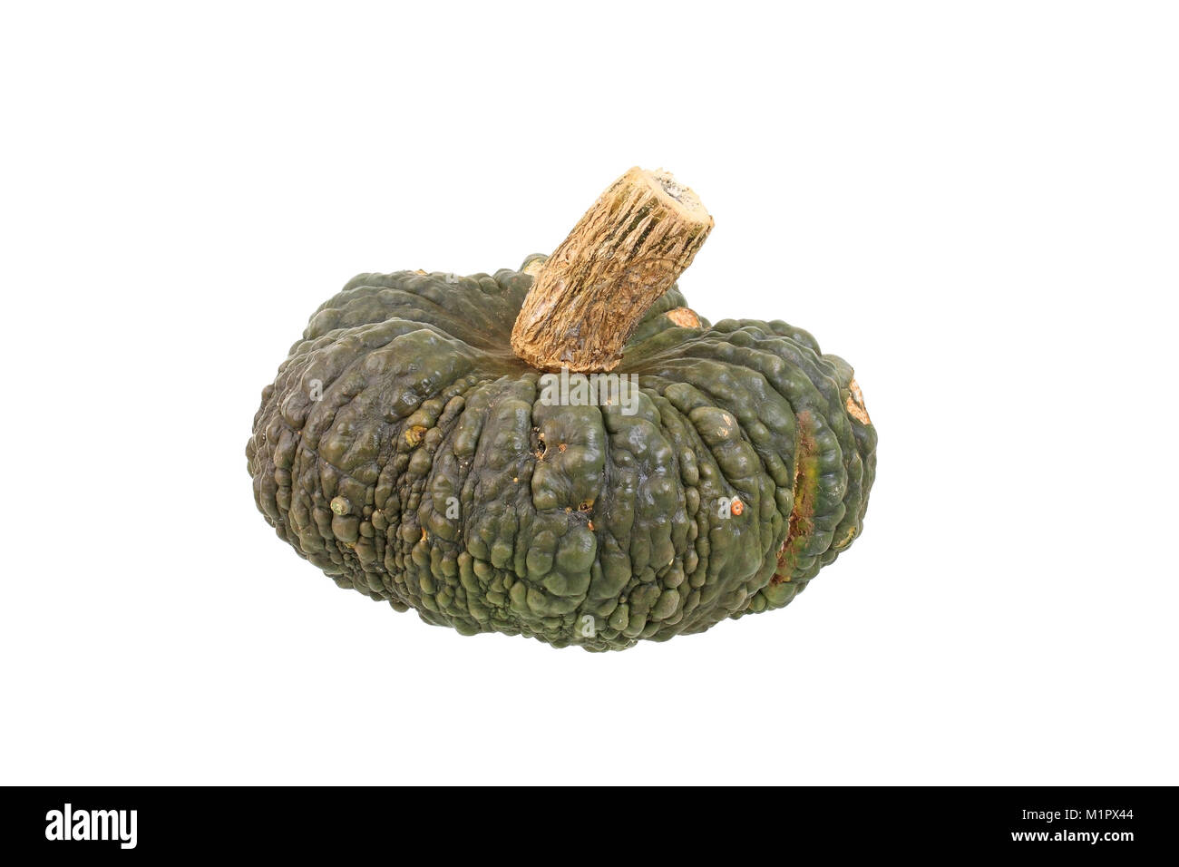 The Queensland Blue Dining pumpkin, Speisekürbis der Queensland blue ...