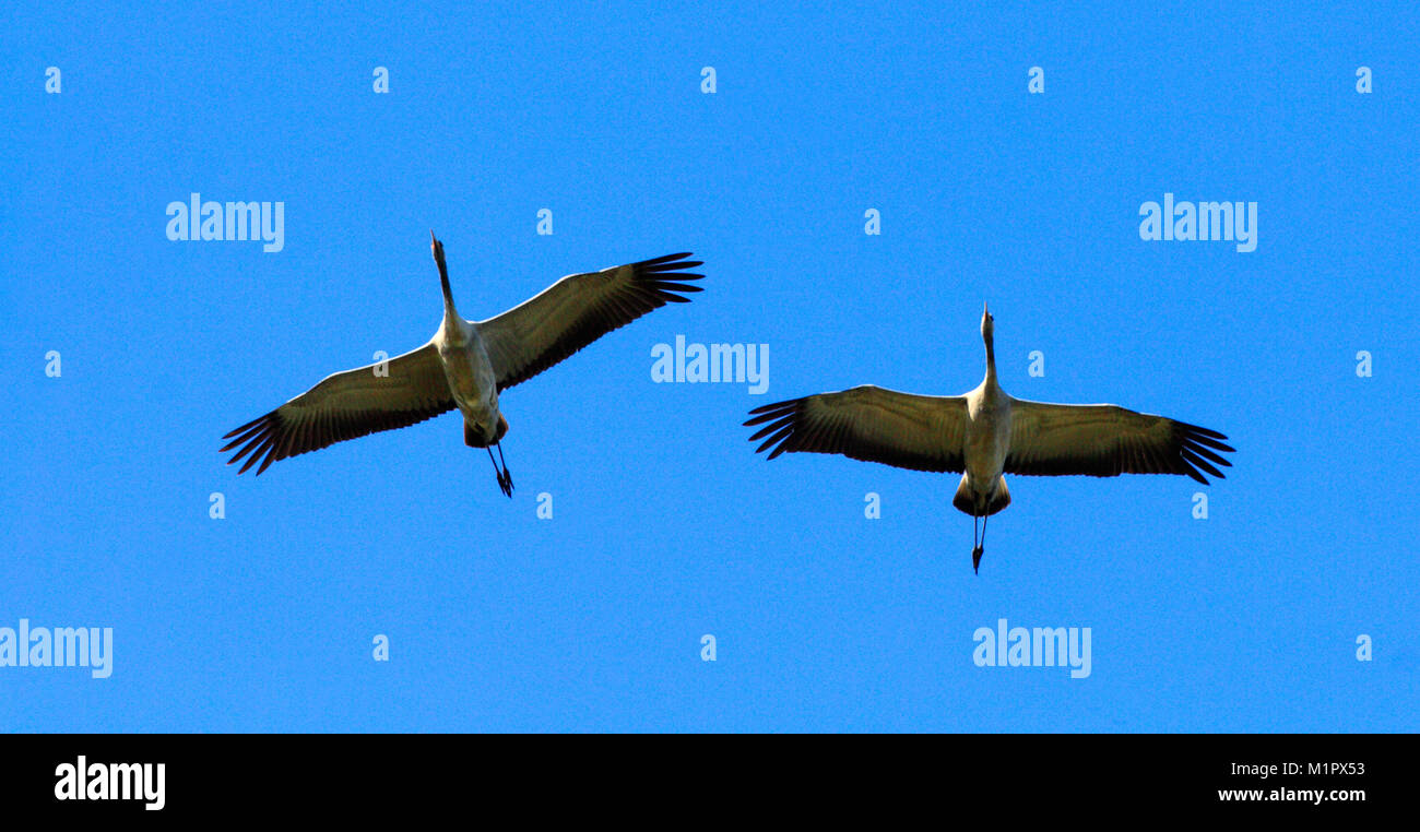 Swamp crane fly hi-res stock photography and images - Alamy
