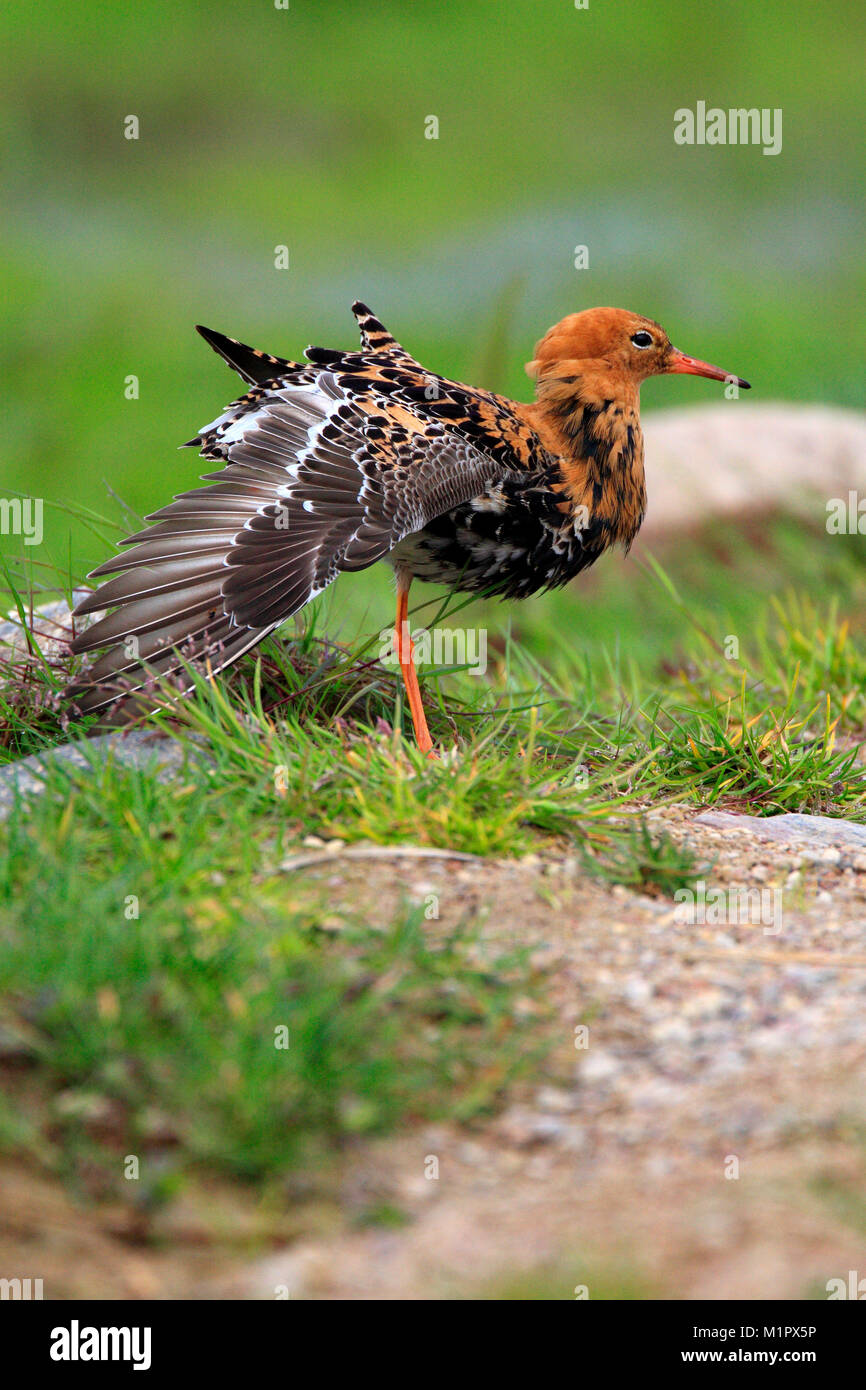 Single Ruff bird on grassy wetlands during a spring nesting period ...