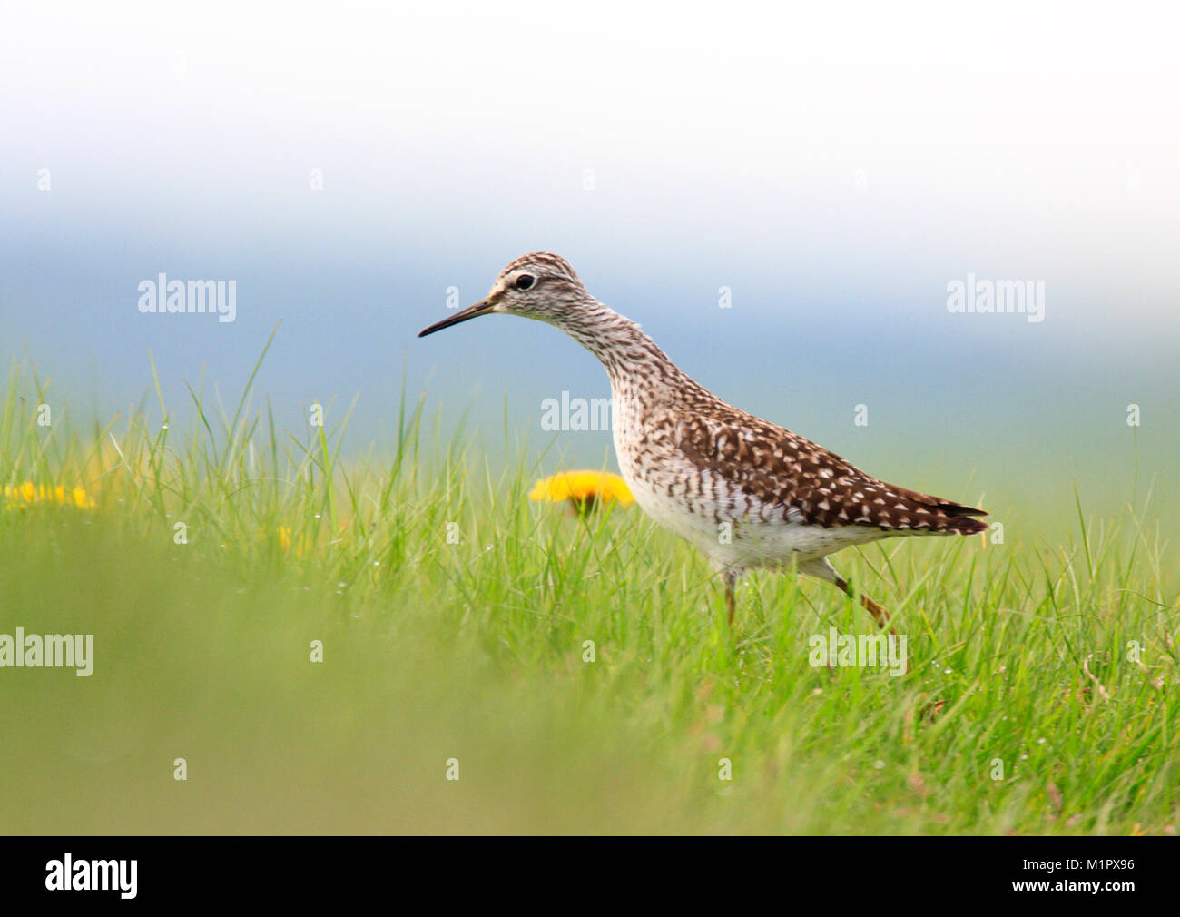 Single Wood sandpiper bird on grassy wetlands during a spring nesting ...