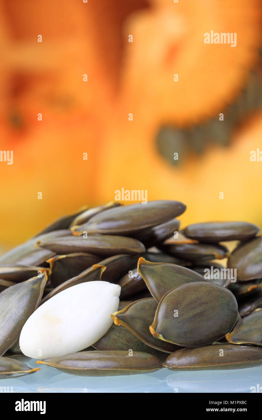 The Styrian oil pumpkin pumpkin variety dining one of the most valuable ...