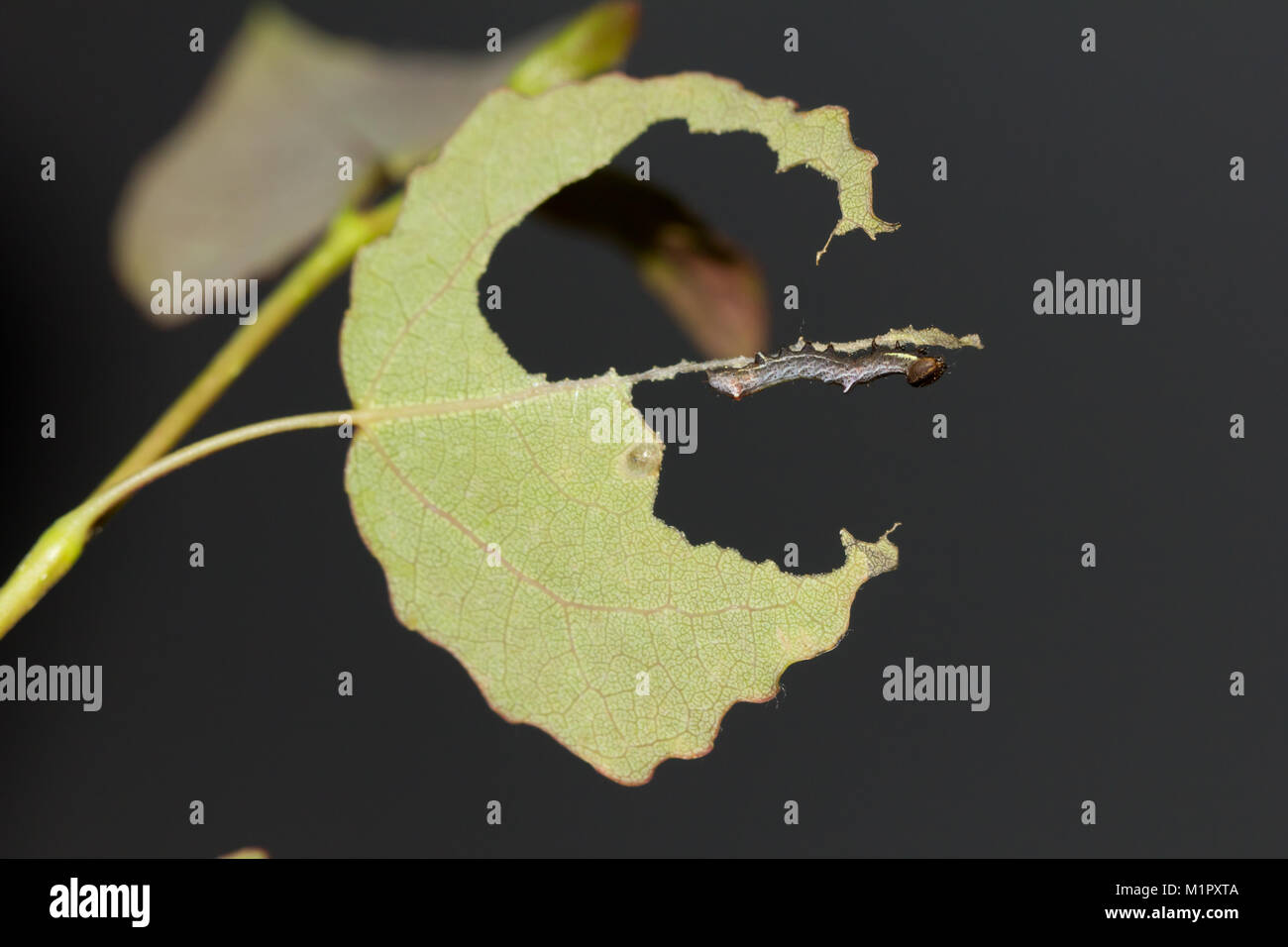 Pebble prominent moth larva Stock Photo - Alamy