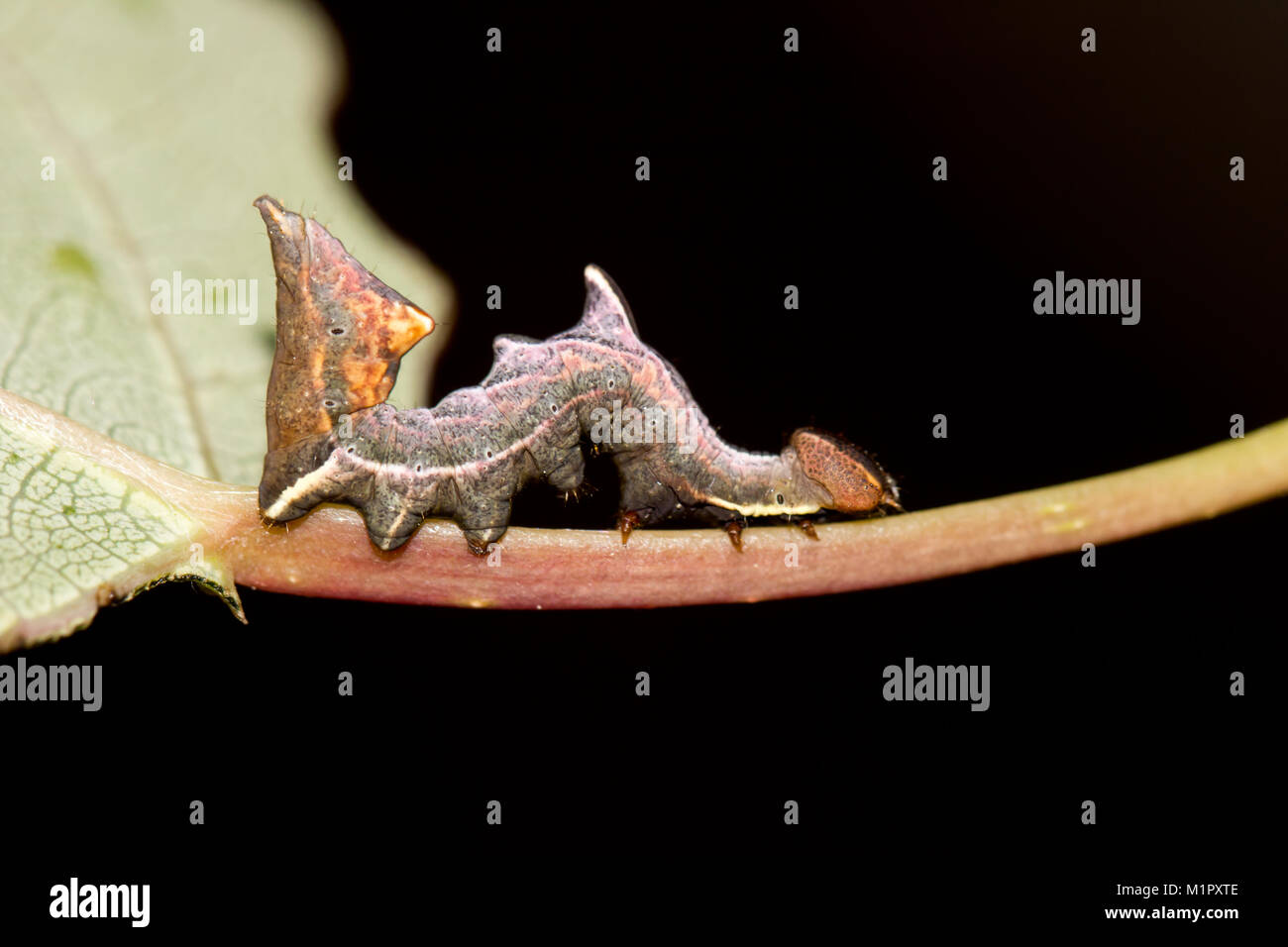 Pebble Prominent Moth Caterpillar High Resolution Stock Photography and ...