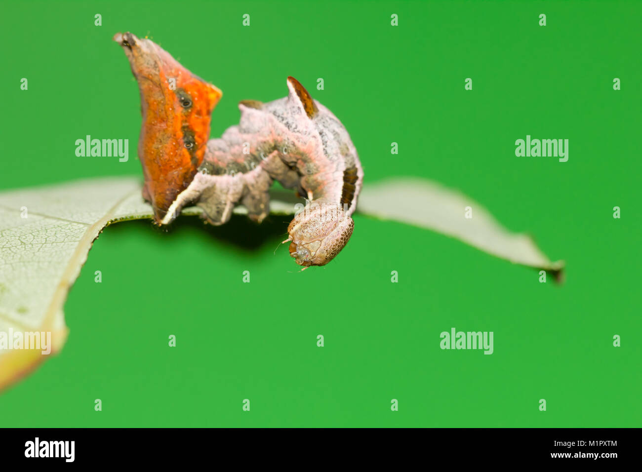 Pebble prominent moth larva Stock Photo - Alamy
