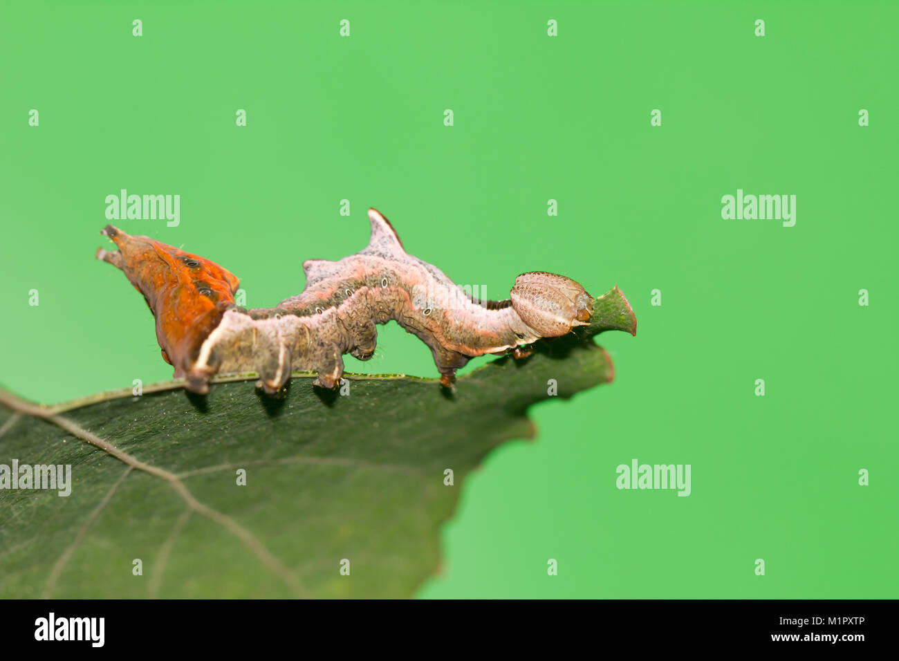 Pebble prominent moth larva Stock Photo - Alamy