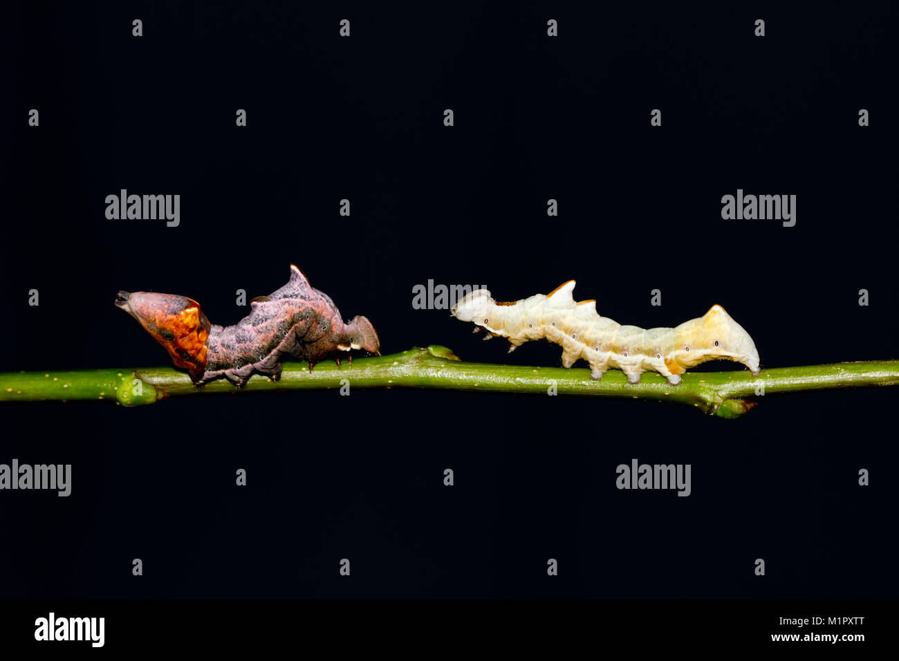 Pebble prominent moth larva Stock Photo - Alamy