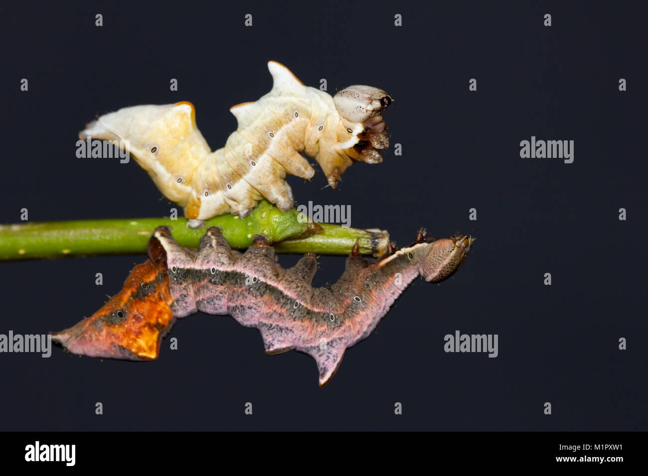 Pebble prominent moth larva Stock Photo - Alamy
