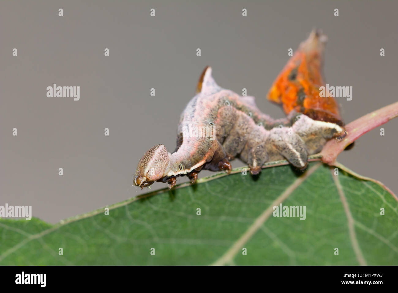 Pebble prominent notodonta ziczac moth hi-res stock photography and ...