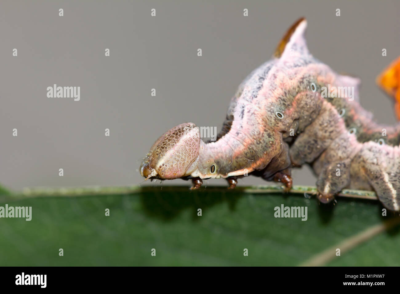 Pebble prominent moth larva Stock Photo - Alamy