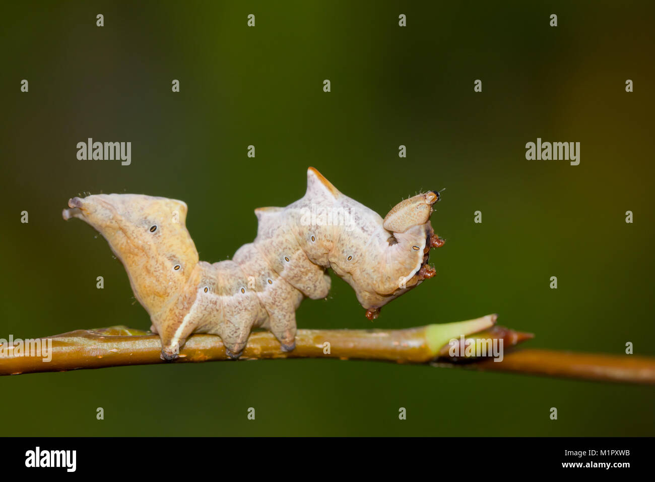 Pebble Prominent Moth Caterpillar High Resolution Stock Photography and ...