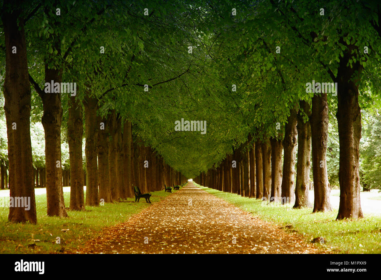 Autumn landscape, Herrenhauser Allee in Hannover, Germany Stock Photo ...