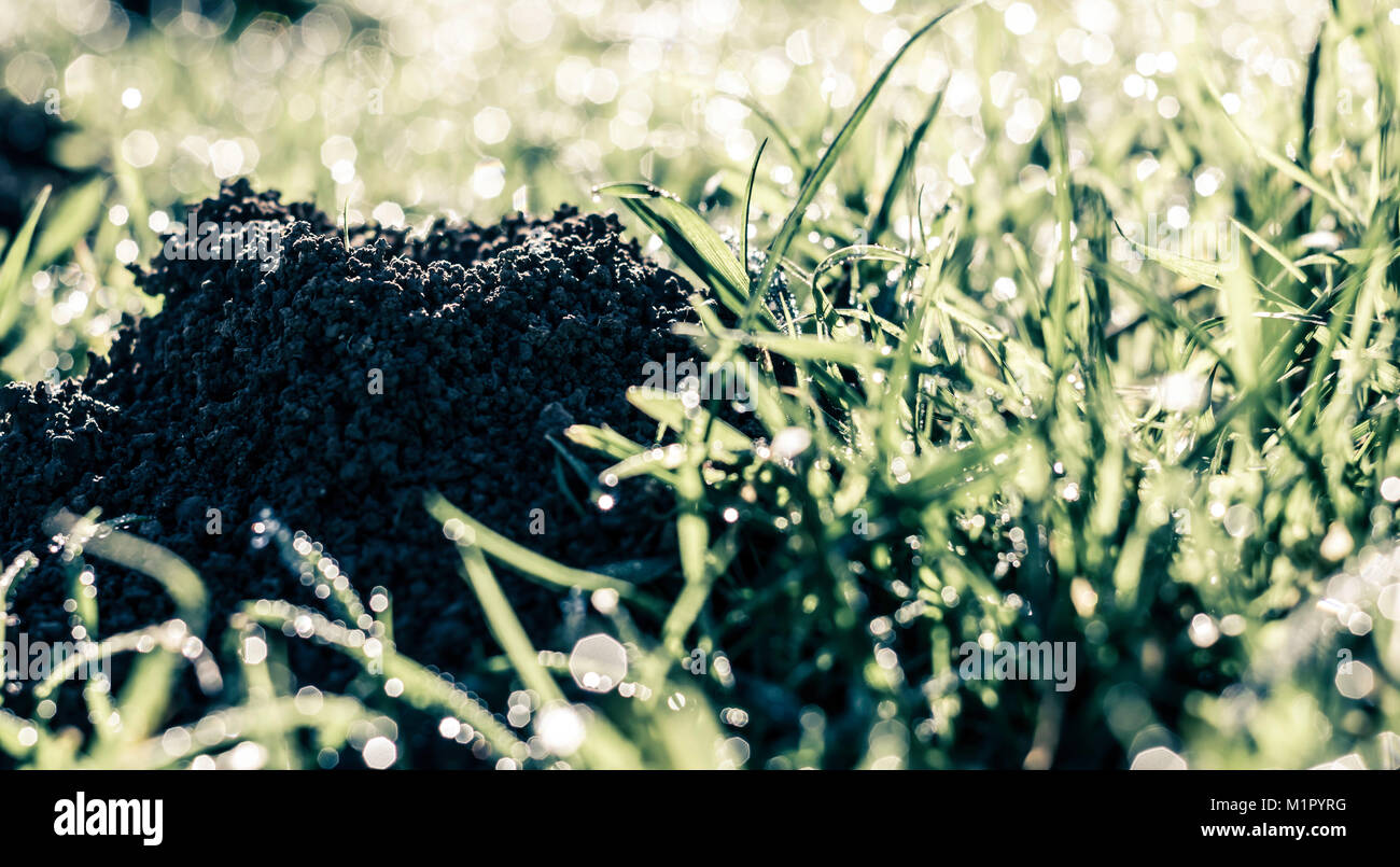 Anthill in the grass Stock Photo - Alamy