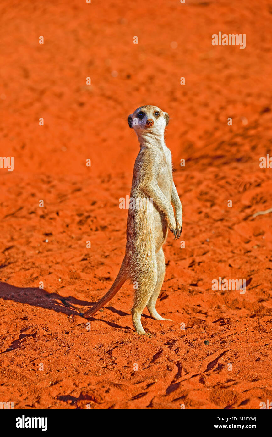 Suri cata suri catta hi-res stock photography and images - Alamy