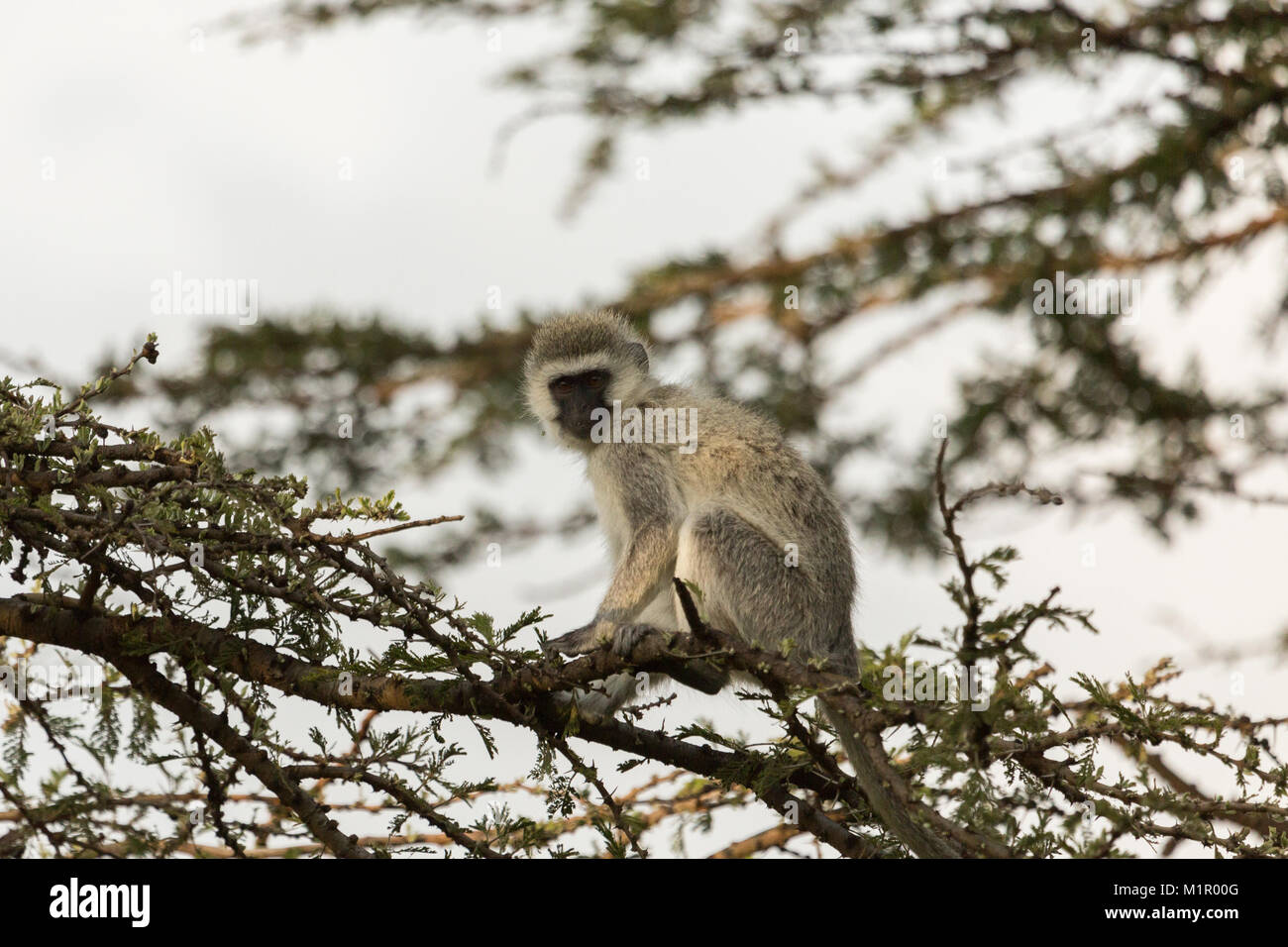 vervet monkey in a tree in the Maasai Mara Stock Photo - Alamy