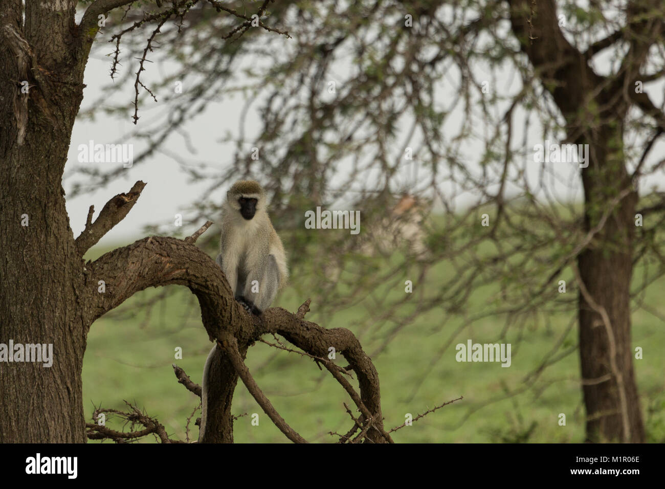 vervet monkey in the trees of the Maasai Mara Stock Photo - Alamy