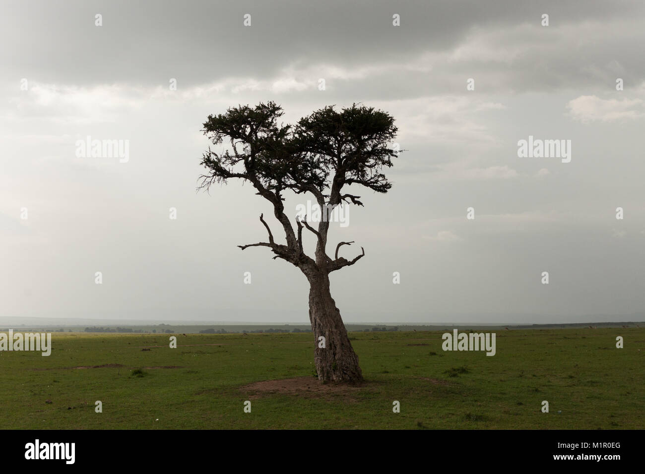 lone tree in the grasslands of the Maasai Mara Stock Photo - Alamy
