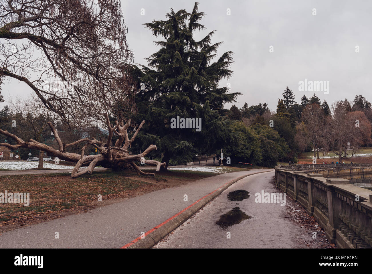 Stanley park with big fallen tree in Vancouver, British Columbia ...