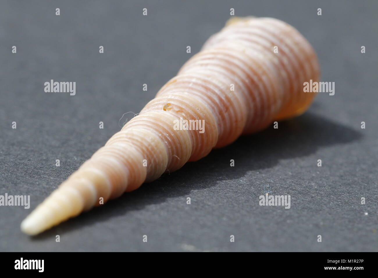 Tropical horn shell in macro photo Stock Photo - Alamy