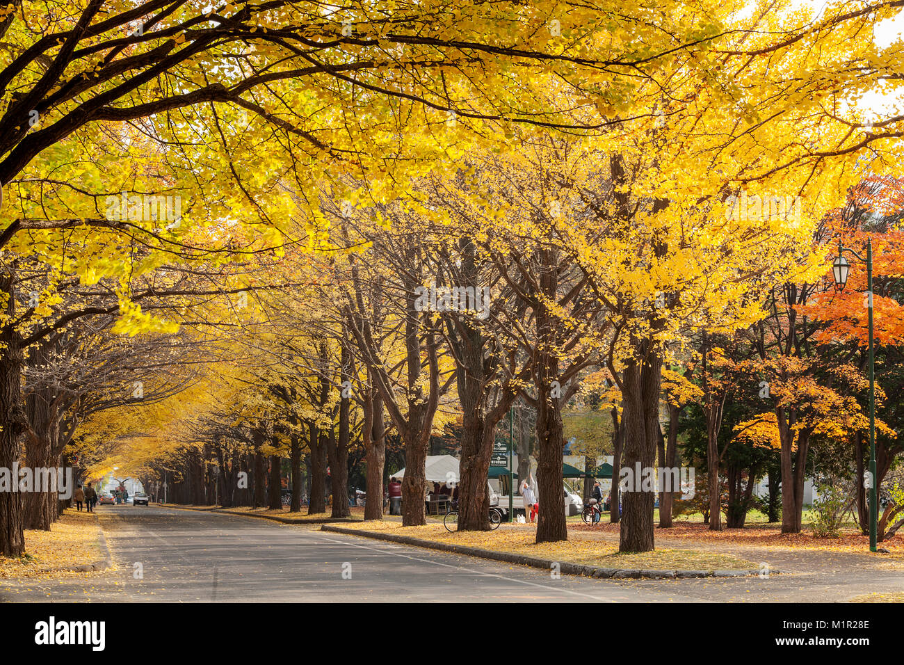 The Nice street straight road in the city with yellow ginkgo Stock ...