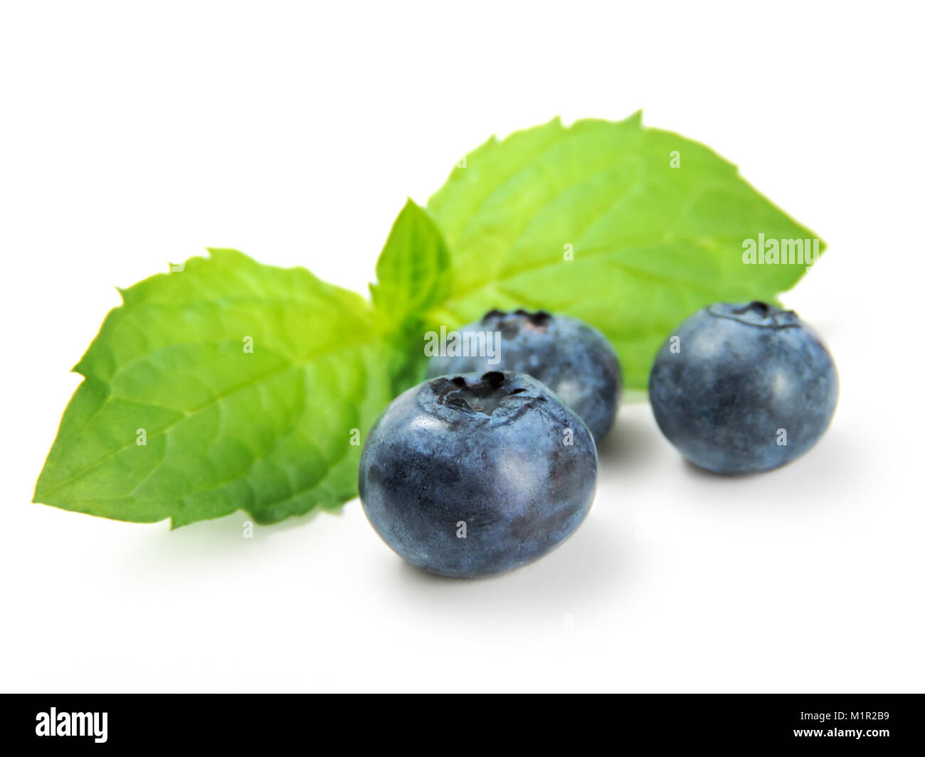 Fresh, ripe blueberry fruits, isolated on white background. Shiny ...