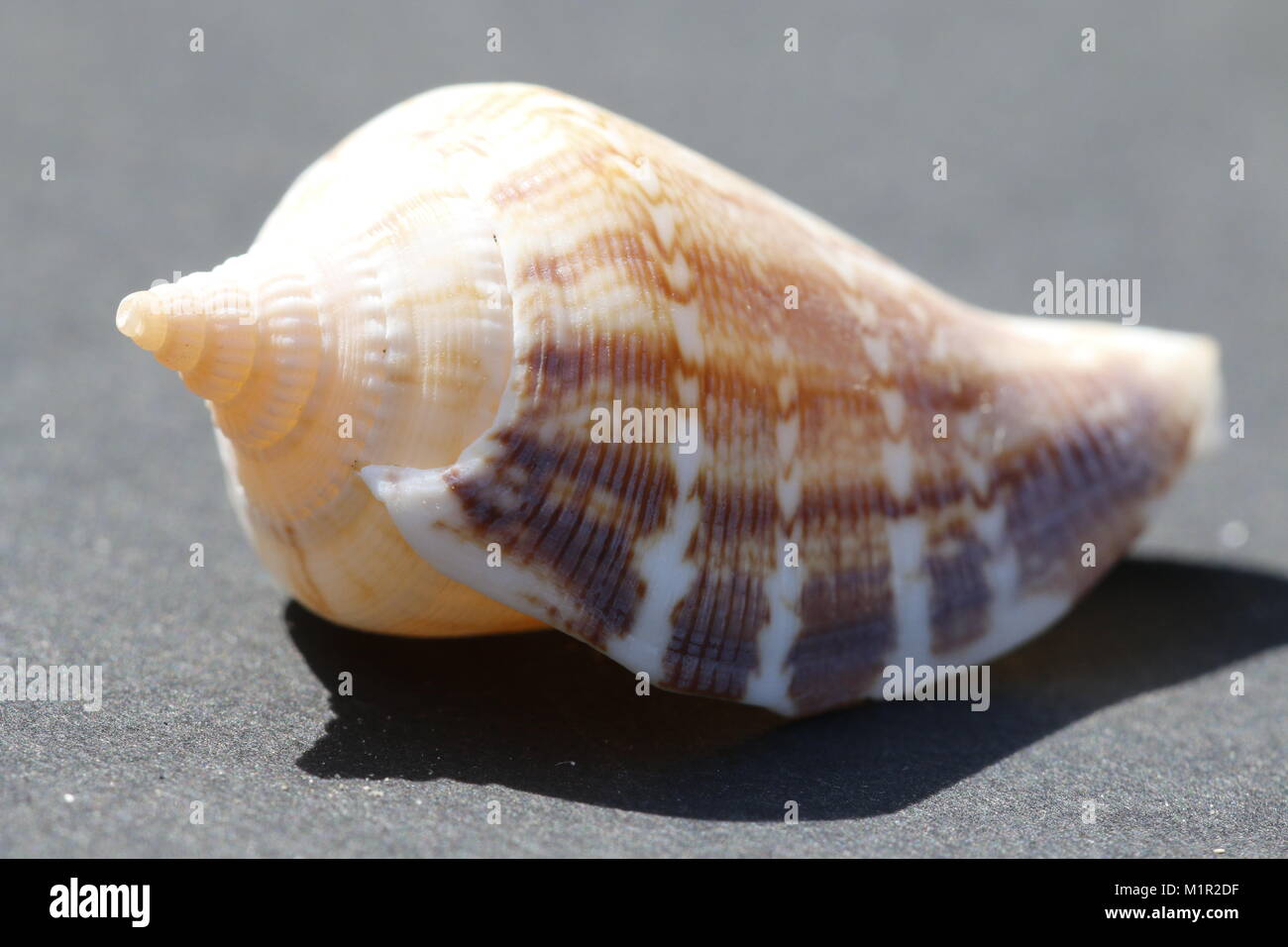 Conus tropical sea shell Stock Photo - Alamy