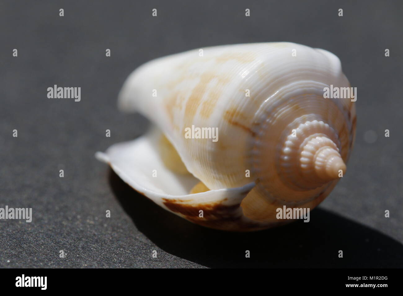 Conus tropical sea shell Stock Photo - Alamy