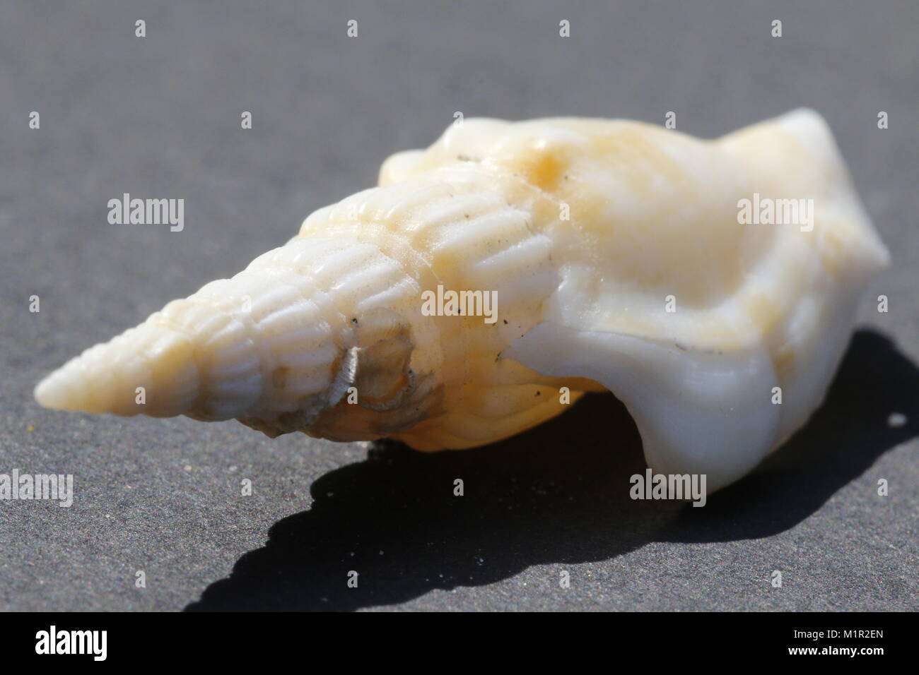 Tropical horn shell in macro photo Stock Photo - Alamy