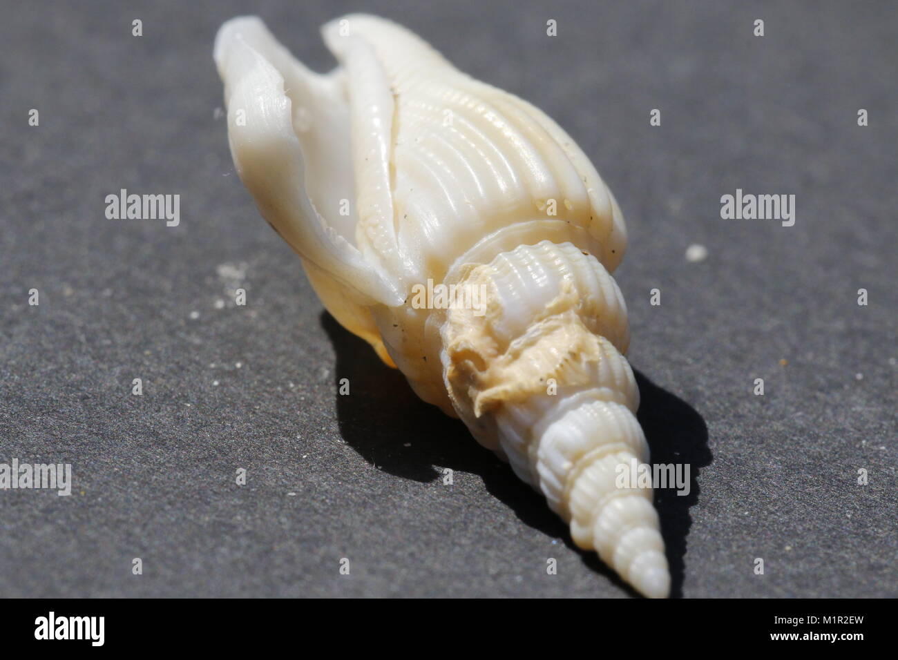 Conch Shell Horn High Resolution Stock Photography and Images - Alamy