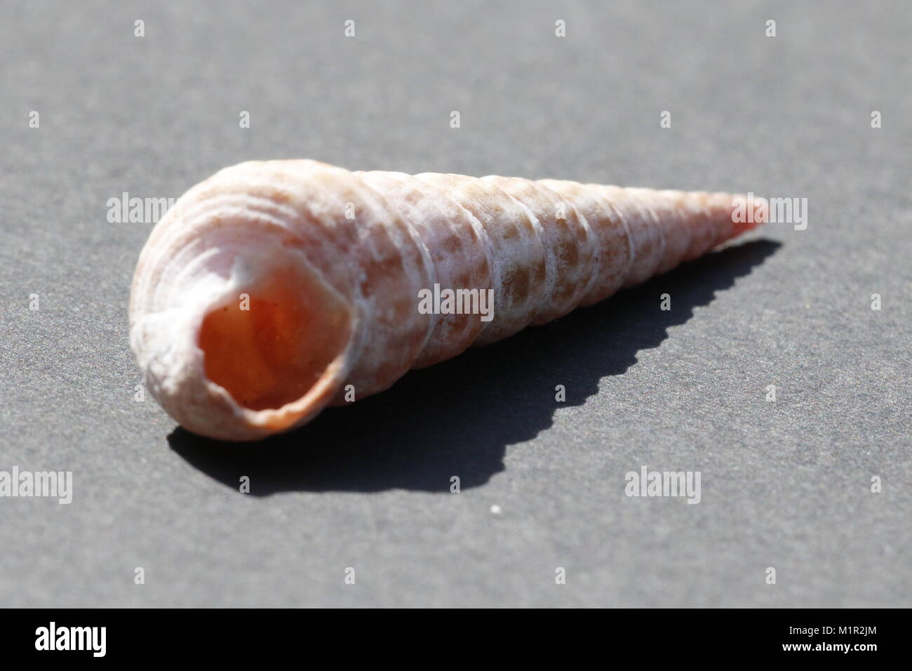Conch Shell Horn Background High Resolution Stock Photography and ...