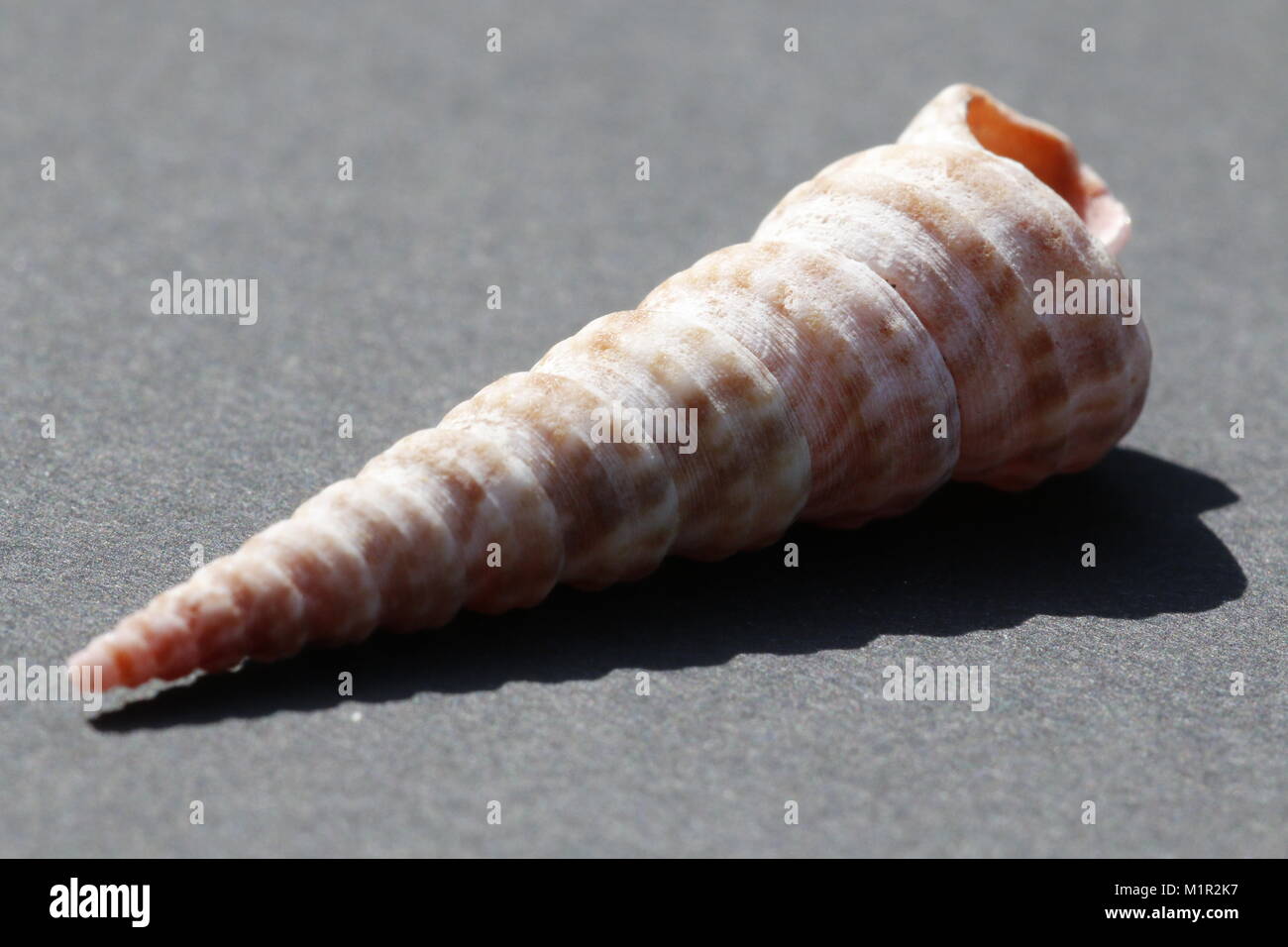 Tropical horn shell in macro photo Stock Photo - Alamy