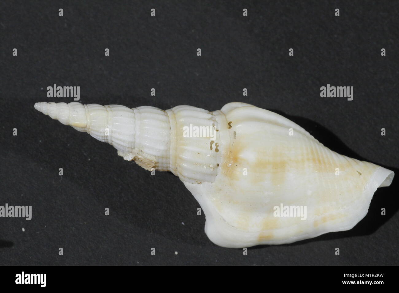 Tropical horn shell in macro photo Stock Photo - Alamy