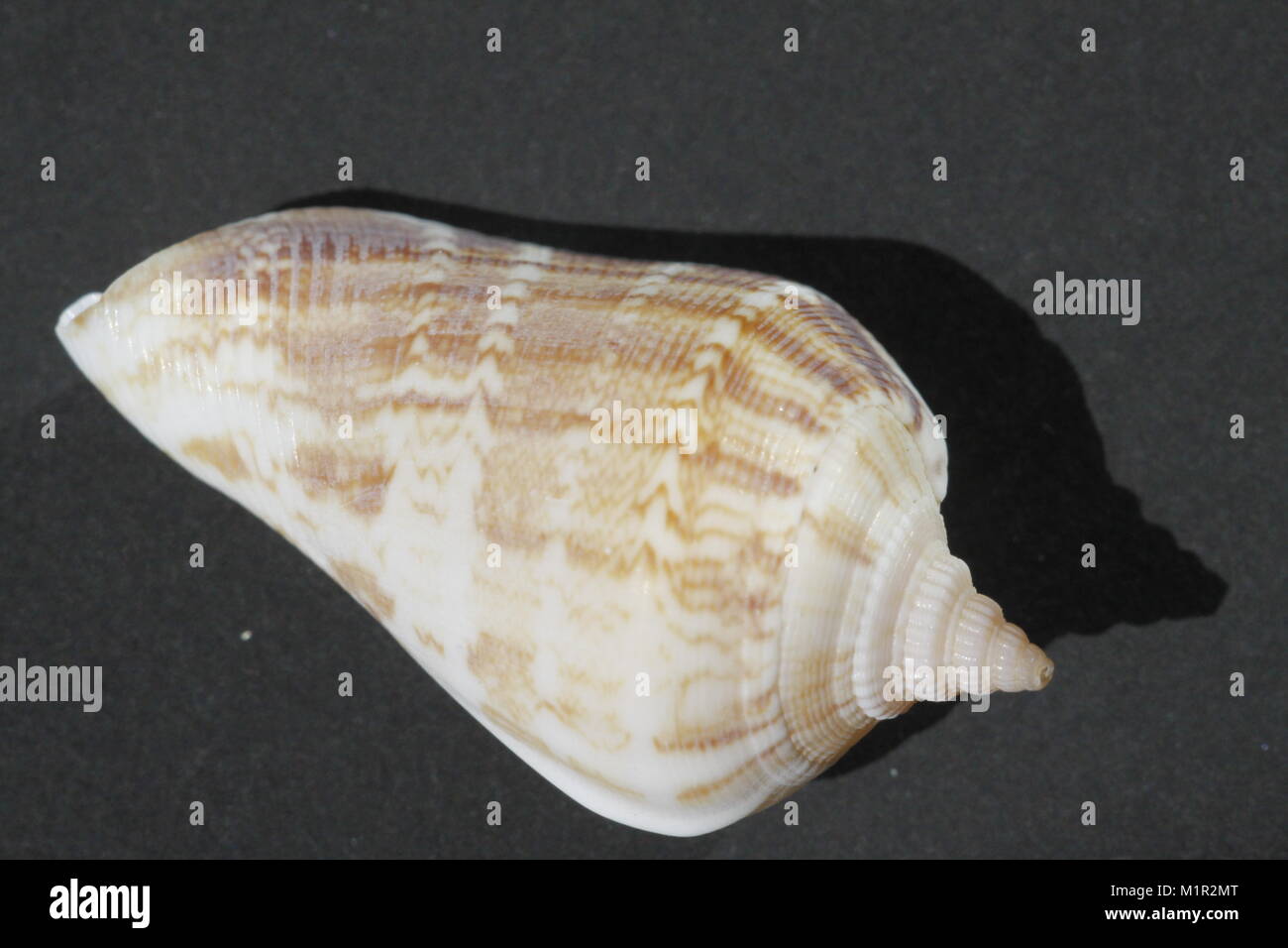 Conus tropical sea shell Stock Photo - Alamy